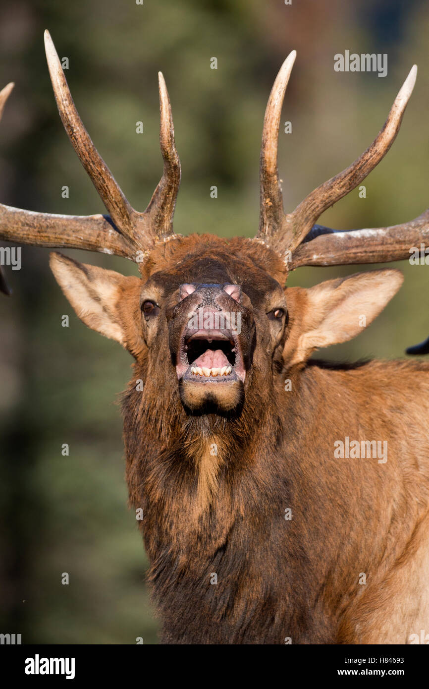 Rocky Mountain Elk (Cervus canadensis nelsoni) bull lip-curling during ...