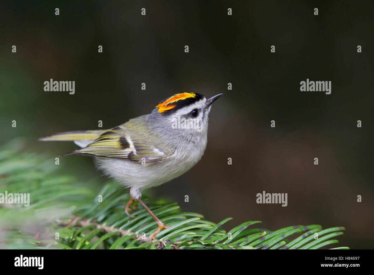 Golden-crowned Kinglet (Regulus satrapa) male in Grand Fir (Abies ...