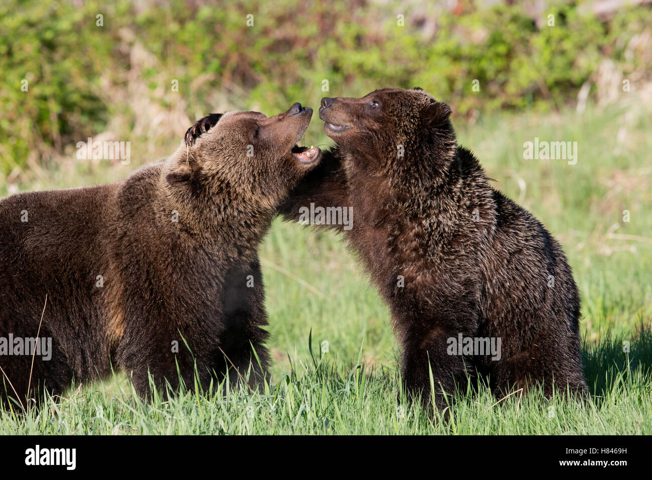 Brown Bear (Ursus arctos) male and female courting, Alberta, Canada ...