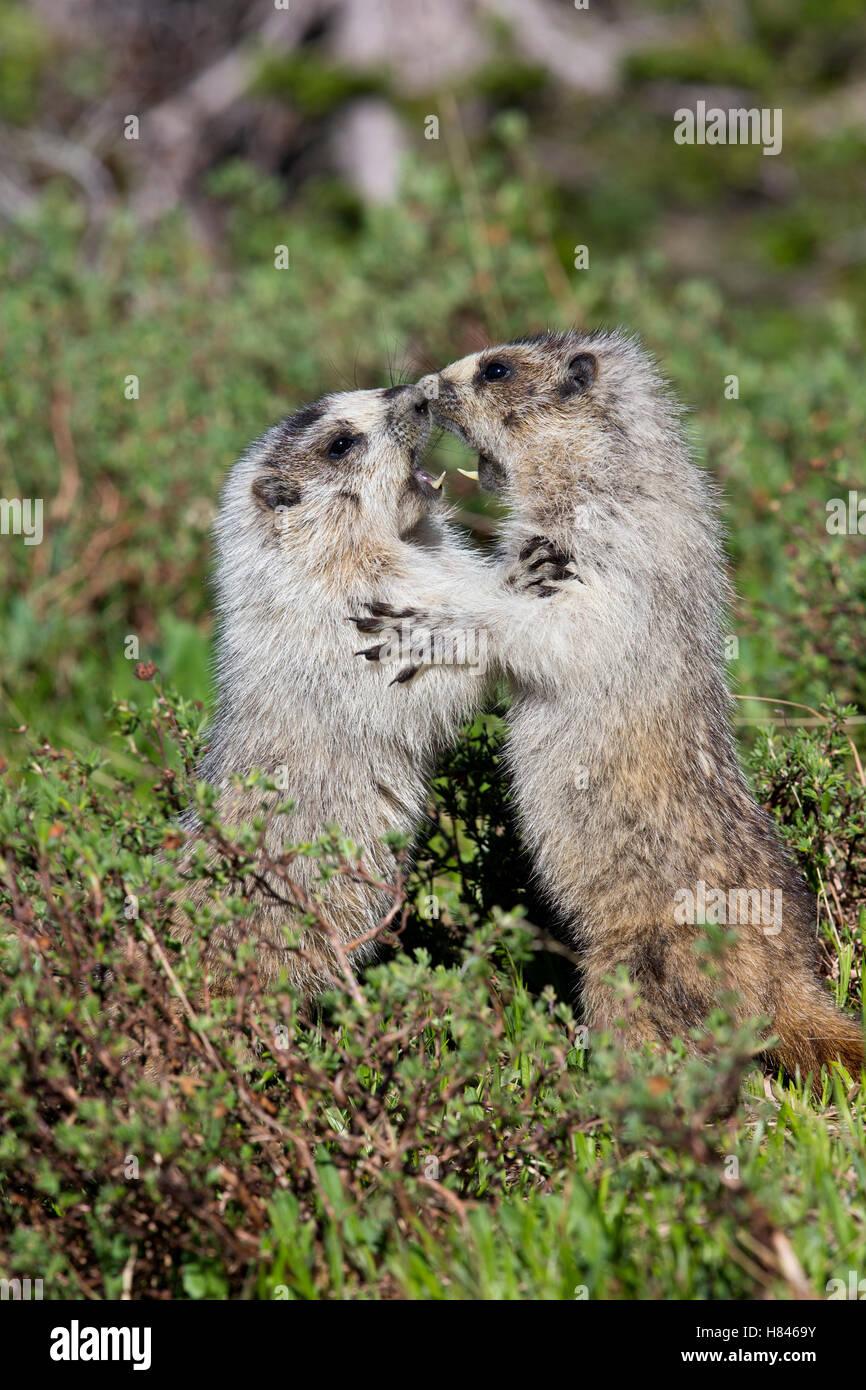 Hoary Marmot (Marmota caligata) pair fighting, Glacier National Park ...