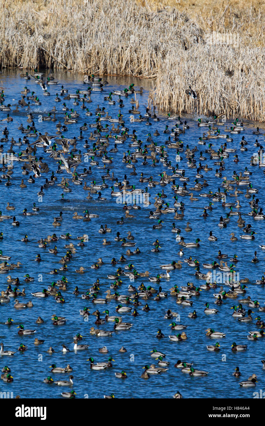 Mallard (Anas platyrhynchos) flock resting in pond during migration ...