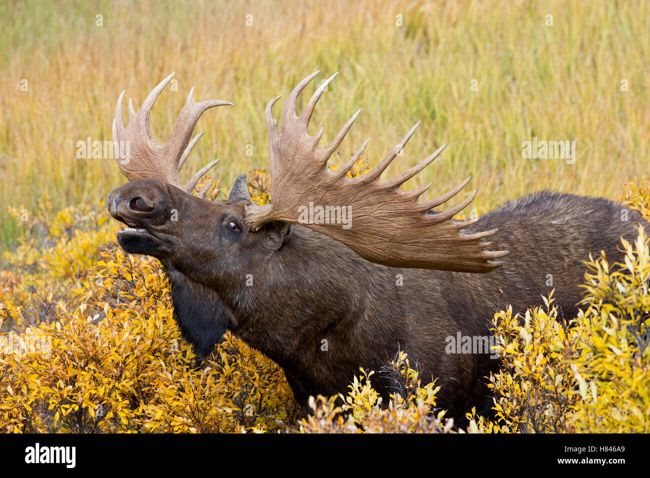 Moose (Alces alces) bull lip-curling, Denali National Park, Alaska ...