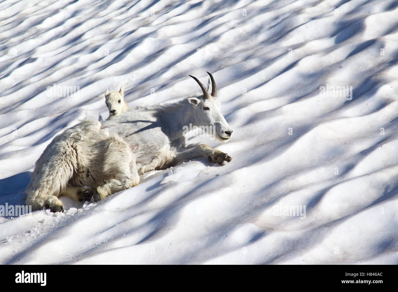 Mountain Goat (Oreamnos americanus) female and juvenile cooling off on ...