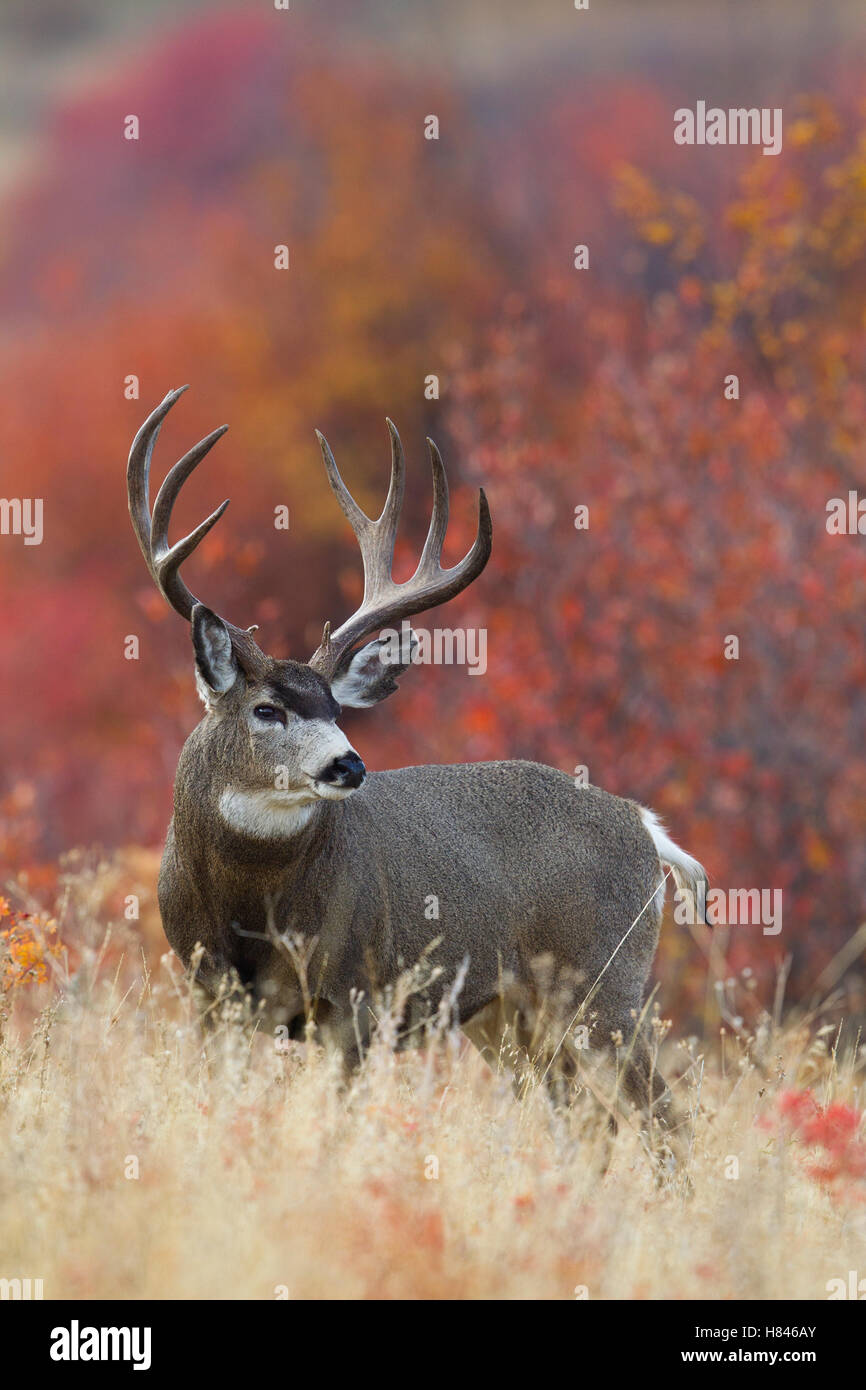 Mule Deer (Odocoileus hemionus) buck, Montana Stock Photo - Alamy