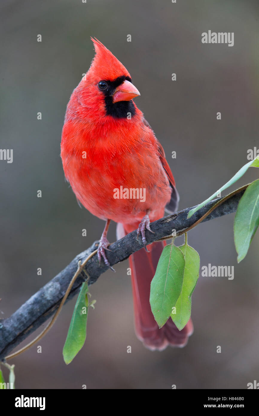 Northern Cardinal (Cardinalis cardinalis) male, Columbus, Ohio Stock ...