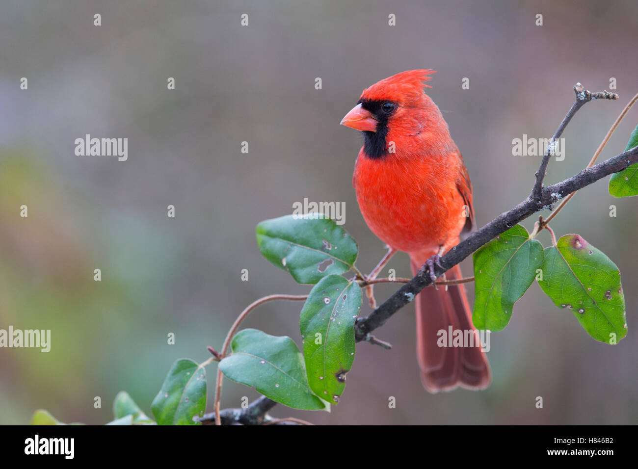 Northern Cardinal (Cardinalis cardinalis) male, Columbus, Ohio Stock ...