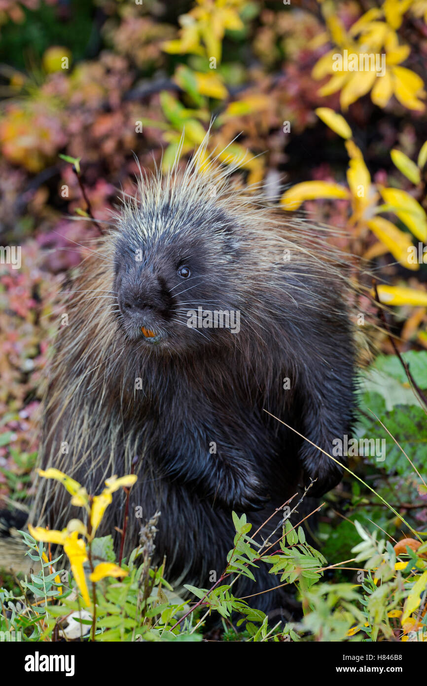 Common Porcupine (Erethizon dorsatum), Denali National Park, Alaska ...
