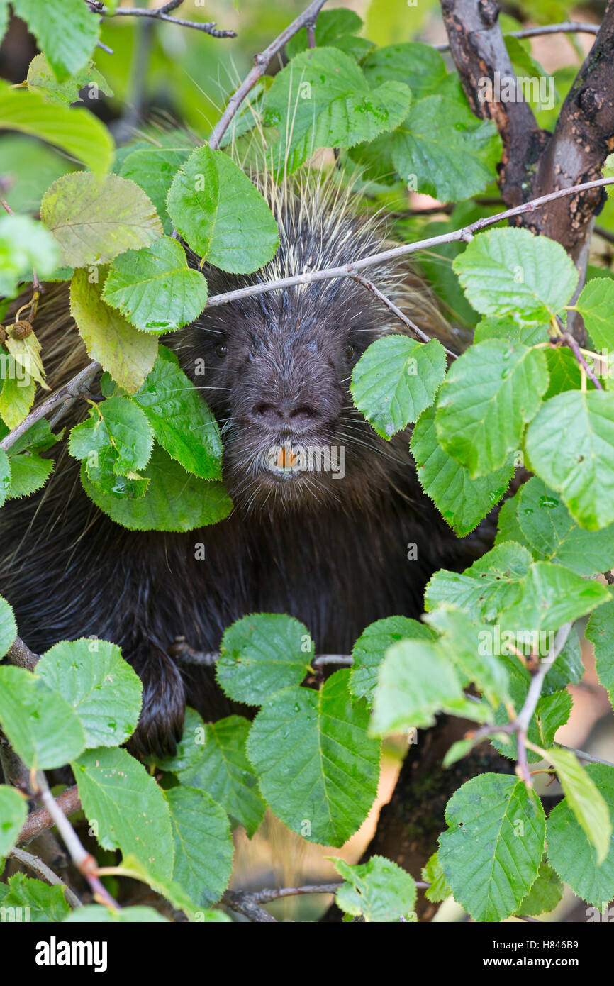 Common Porcupine (Erethizon dorsatum) hiding behind Alder (Alnus sp ...