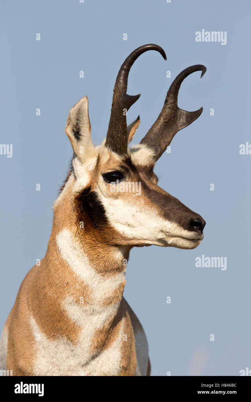 Pronghorn Antelope (Antilocapra americana) buck, Montana Stock Photo ...