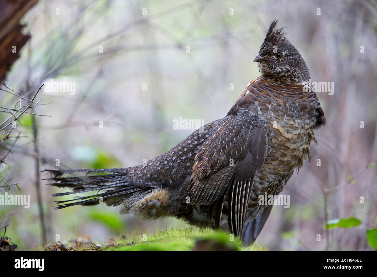Ruffed Grouse (Bonasa umbellus) male, Montana Stock Photo - Alamy