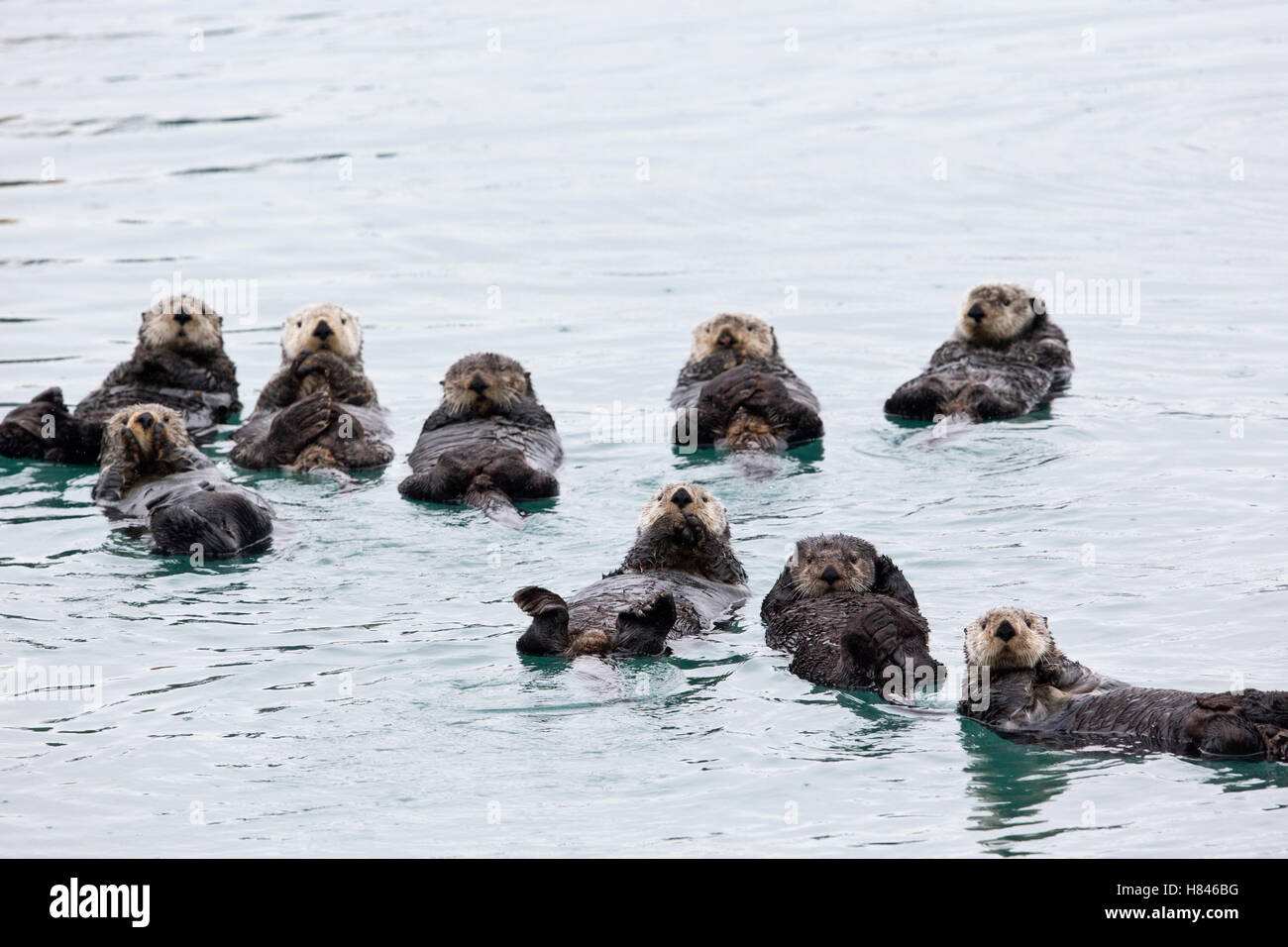 Sea Otter (Enhydra lutris) group floating, Prince William Sound, Alaska ...