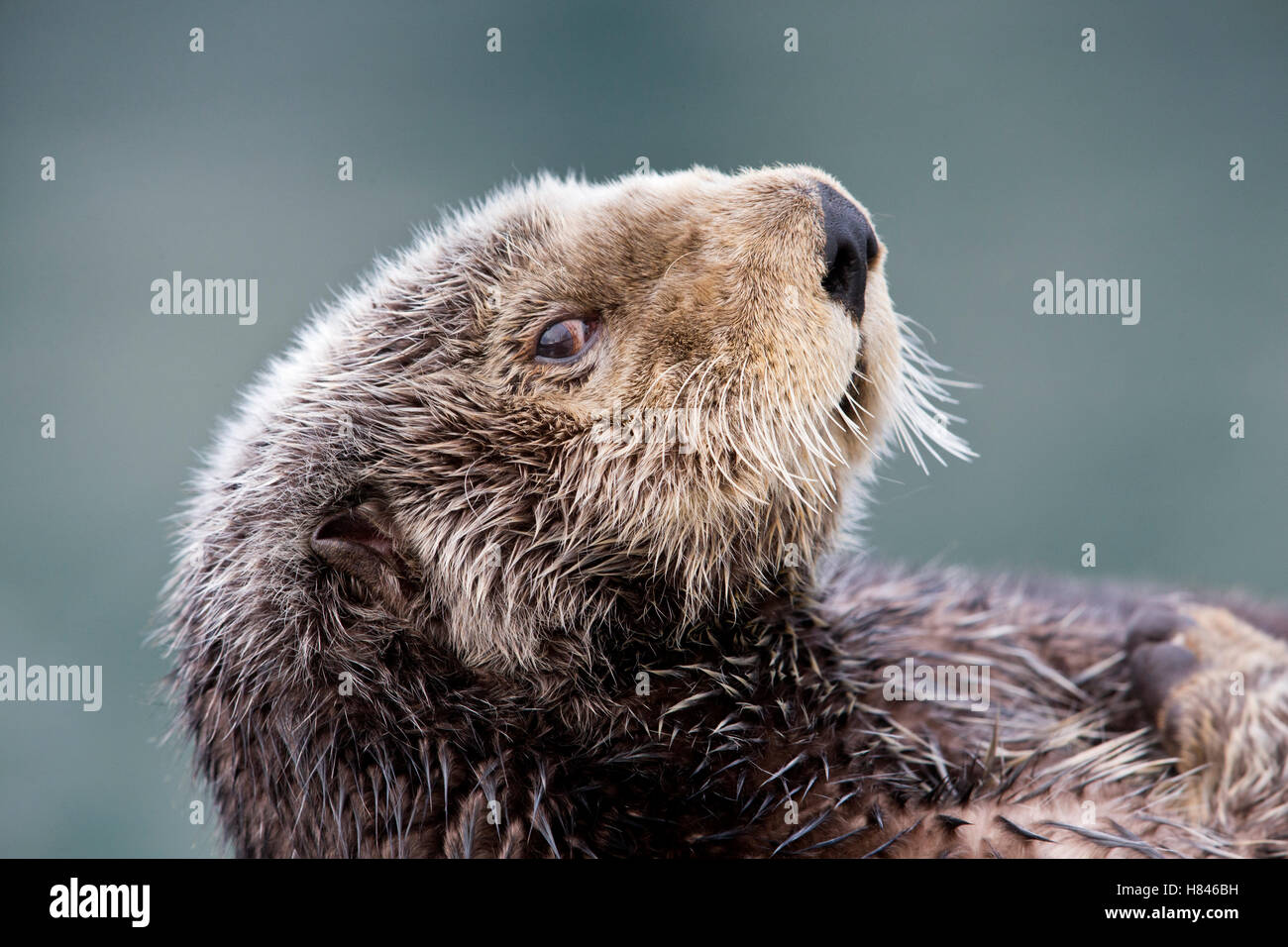 Sea Otter (Enhydra lutris), Prince William Sound, Alaska Stock Photo ...