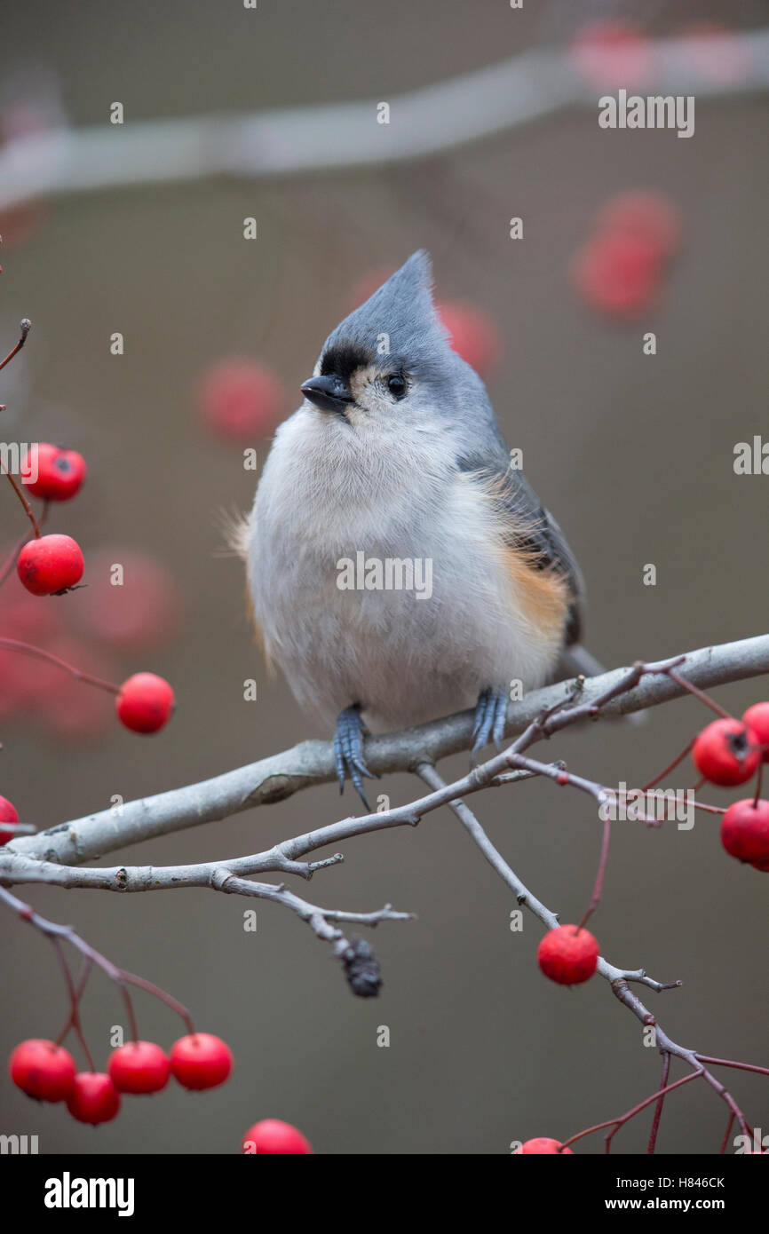 Tufted Titmouse (Baeolophus bicolor), Columbus, Ohio Stock Photo - Alamy