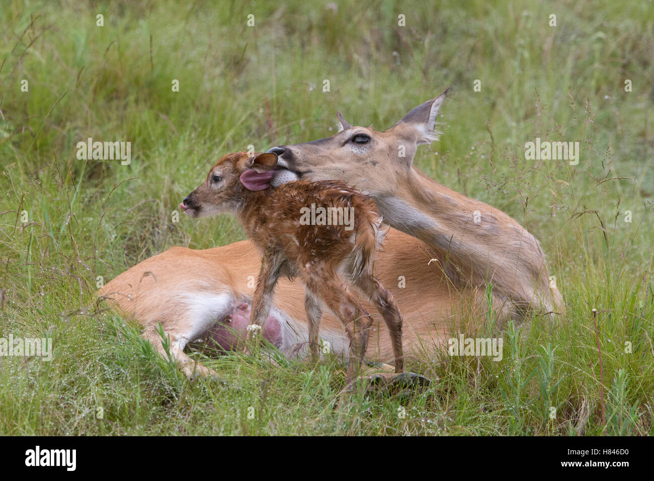 White-tailed Deer (Odocoileus virginianus) doe grooming newborn fawn ...