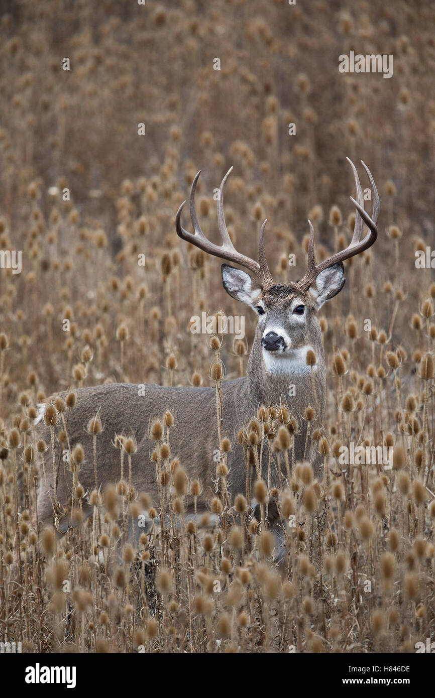 White-tailed Deer (Odocoileus virginianus) buck amid teasel patch ...