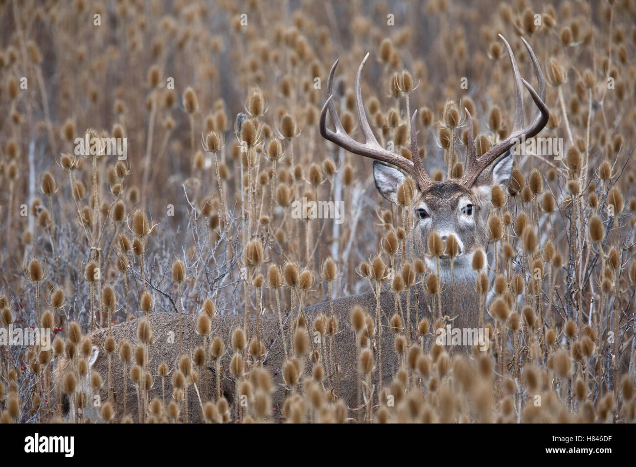 White-tailed Deer (Odocoileus virginianus) buck amid teasel patch ...