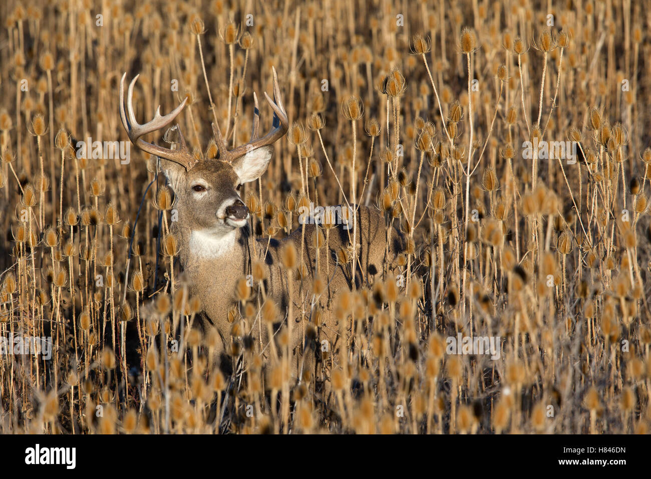 White-tailed Deer (Odocoileus virginianus) buck in teasel patch ...