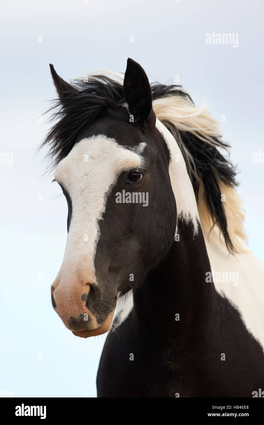 Wild Horse (Equus caballus) portrait, Wyoming Stock Photo - Alamy