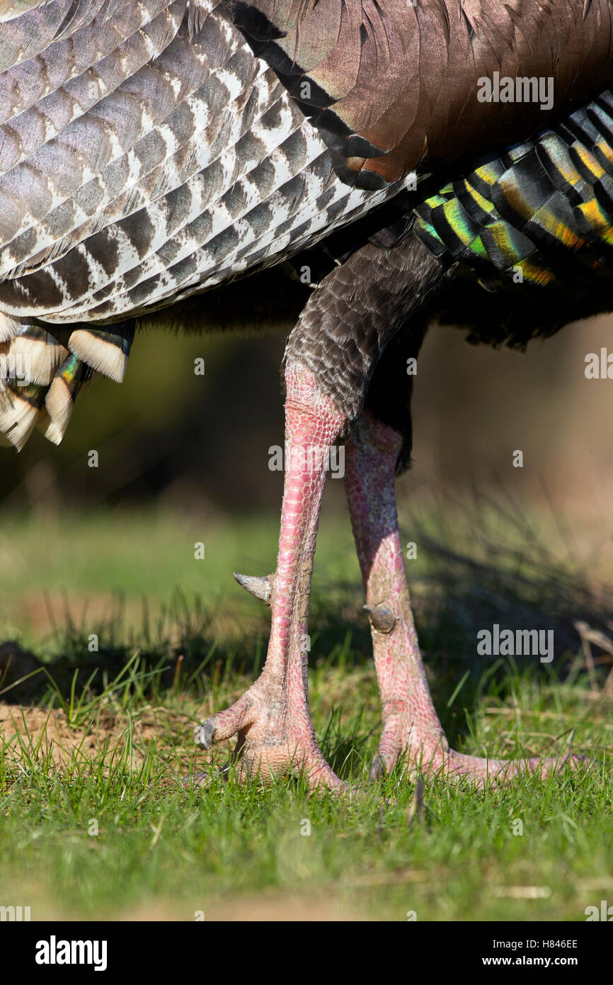 Wild Turkey (Meleagris gallopavo) spurs, Montana Stock Photo - Alamy