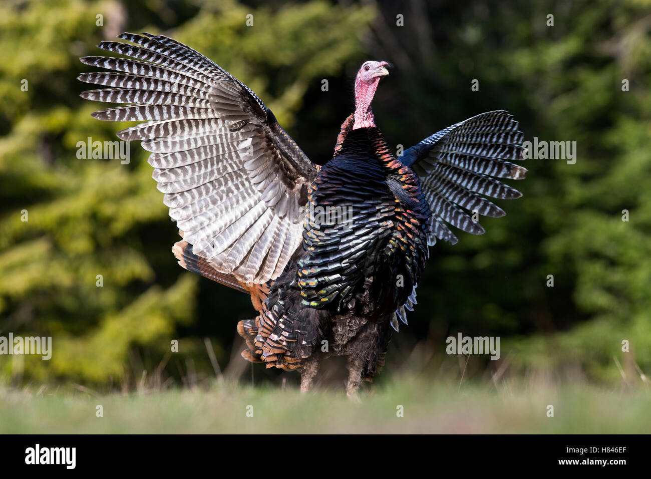 Wild Turkey (Meleagris gallopavo) male stretching wings, Montana Stock ...