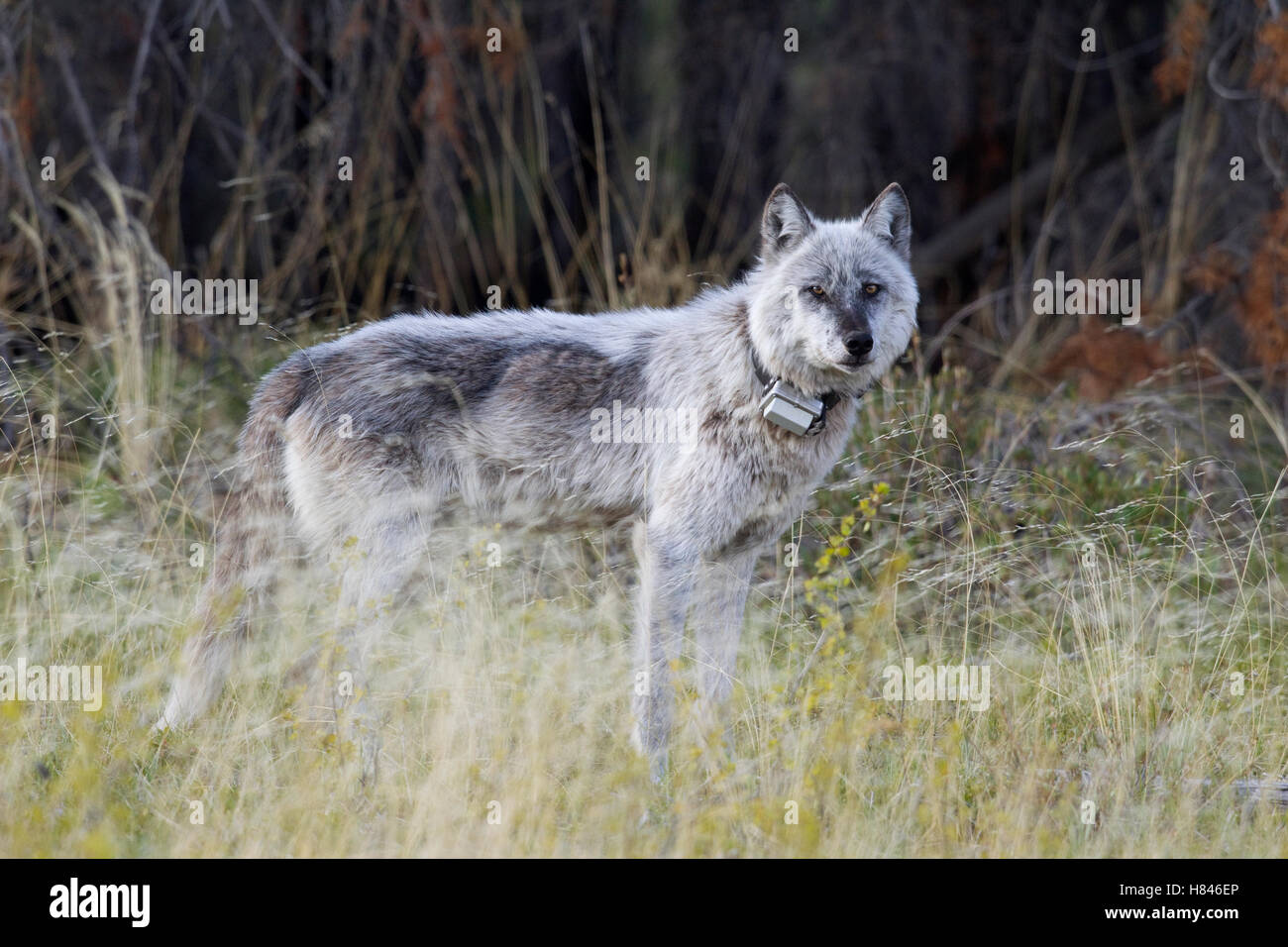 Gray Wolf (Canis lupus) with a radio collar, Alberta, Canada Stock ...