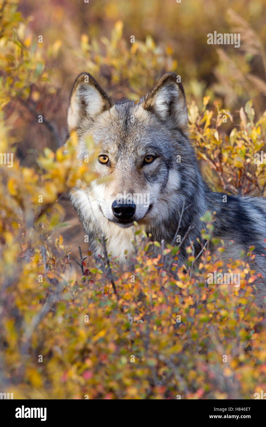 Gray Wolf (Canis lupus), Denali National Park, Alaska Stock Photo - Alamy