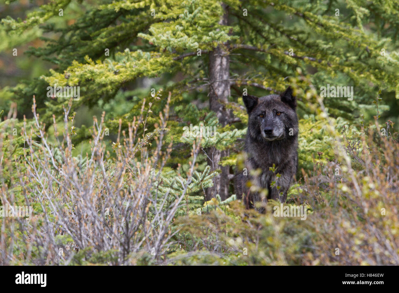 Gray Wolf (Canis lupus) melanistic individual, Alberta, Canada Stock ...