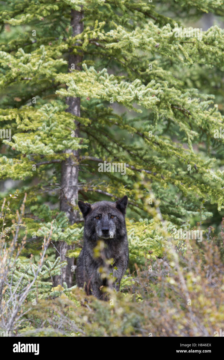 Gray Wolf (Canis lupus) melanistic individual, Alberta, Canada Stock ...