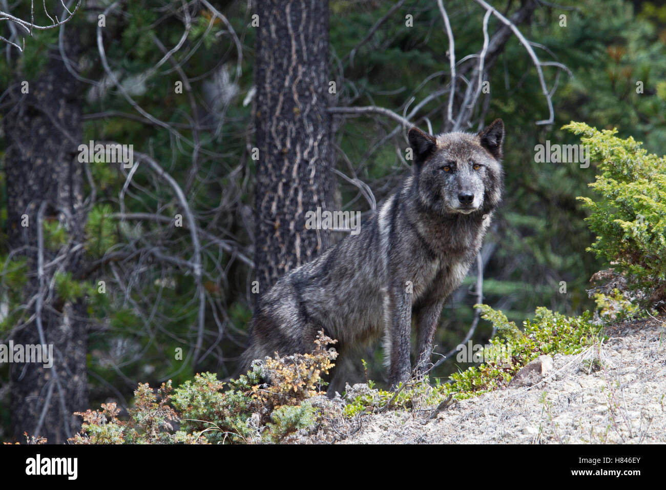 Gray Wolf (Canis lupus) melanistic individual, Alberta, Canada Stock ...