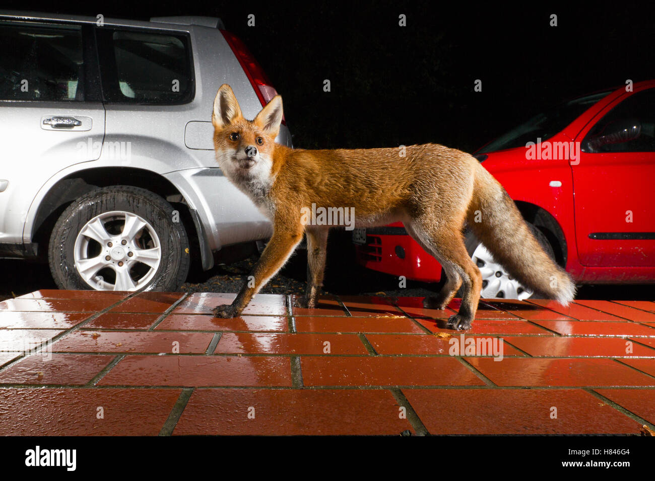 Red Fox (Vulpes vulpes) next to cars at night, Europe Stock Photo - Alamy