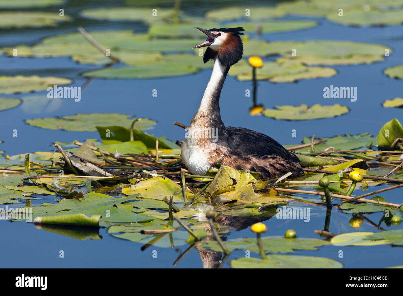 Great Crested Grebe (Podiceps cristatus) female calling on nest ...