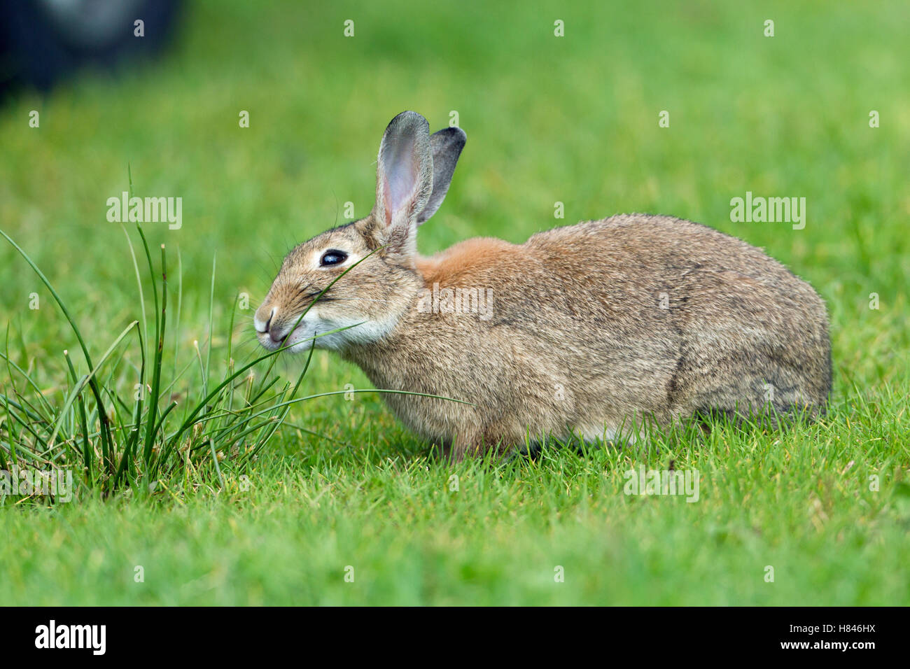 European Rabbit (Oryctolagus cuniculus) eating grass, Netherlands Stock ...