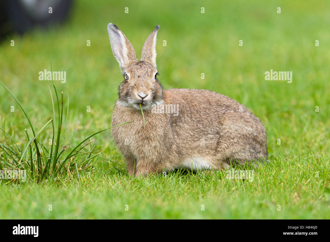 European Rabbit (Oryctolagus cuniculus), Netherlands Stock Photo - Alamy
