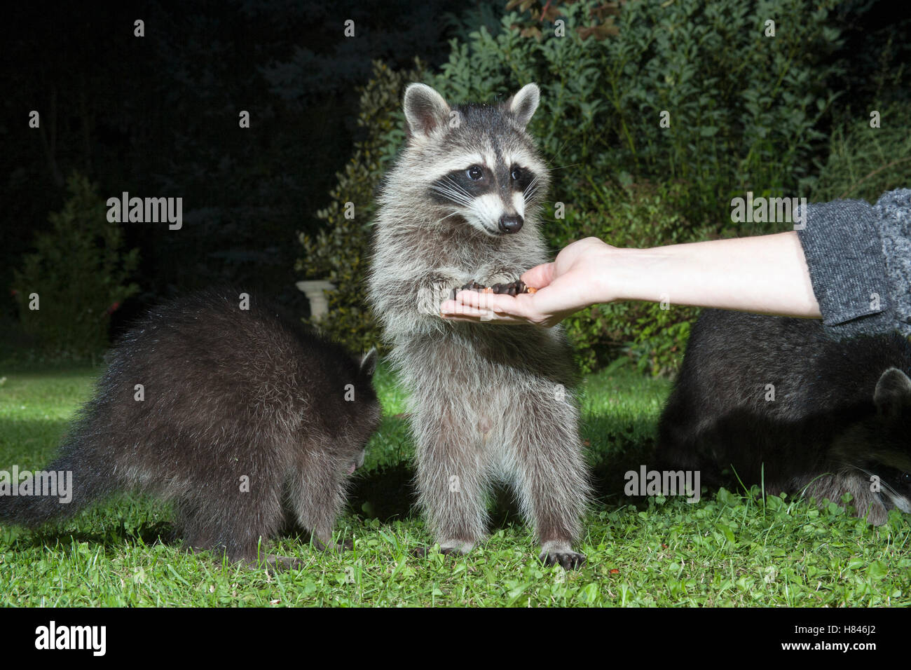 Raccoon (Procyon lotor) young being fed in garden at night, Germany ...