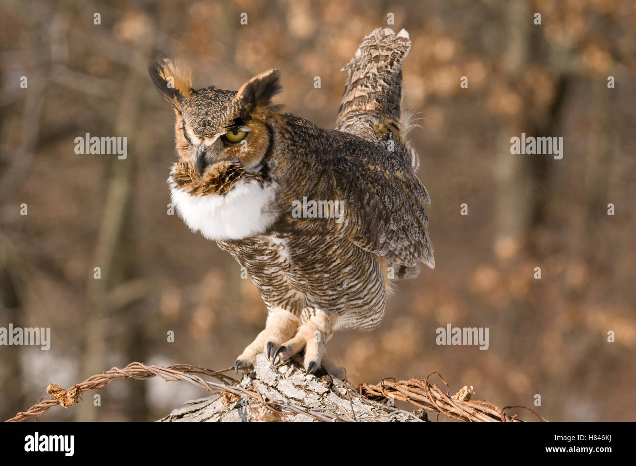 Great Horned Owl (Bubo virginianus), Howell Nature Center, Michigan ...