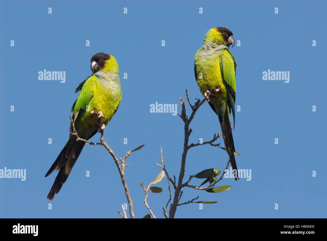 Nanday Parakeet (Nandayus nenday) pair, Fort Desoto Park, Florida Stock ...