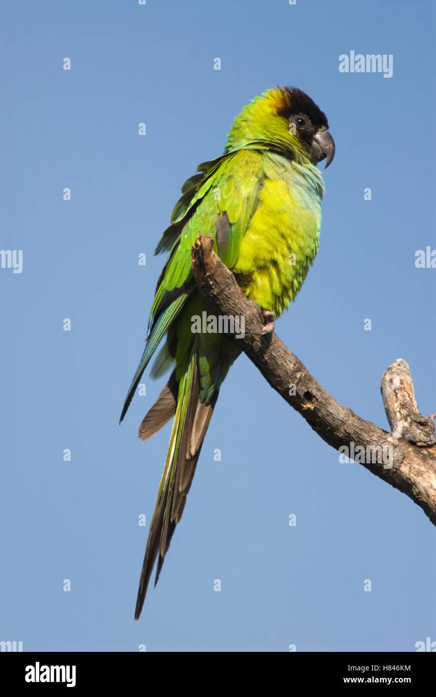 Nanday Parakeet (Nandayus nenday), Fort Desoto Park, Florida Stock ...