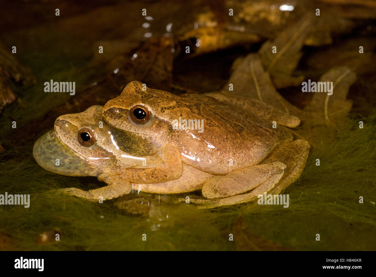 Spring Peeper (Pseudacris crucifer) pair mating, North America Stock ...