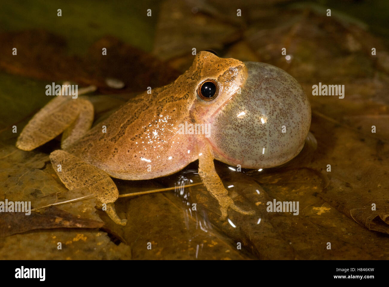Spring Peeper (Pseudacris crucifer) singing, North America Stock Photo ...