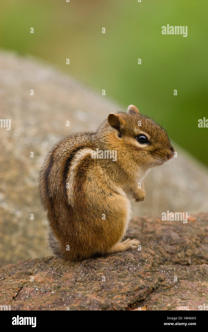 Eastern Chipmunk (Tamias striatus), North America Stock Photo - Alamy