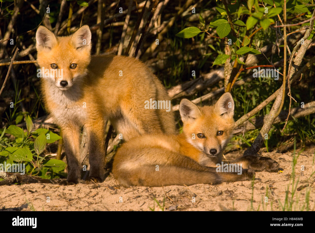 Red Fox (Vulpes vulpes) juvenile pair, North America Stock Photo - Alamy