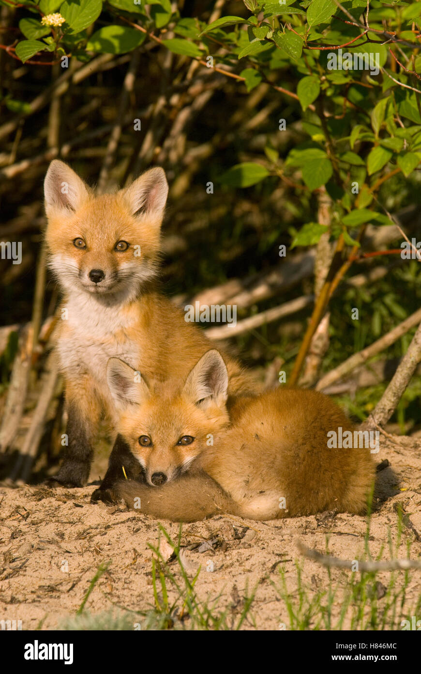 Red Fox (Vulpes vulpes) juvenile pair, North America Stock Photo - Alamy
