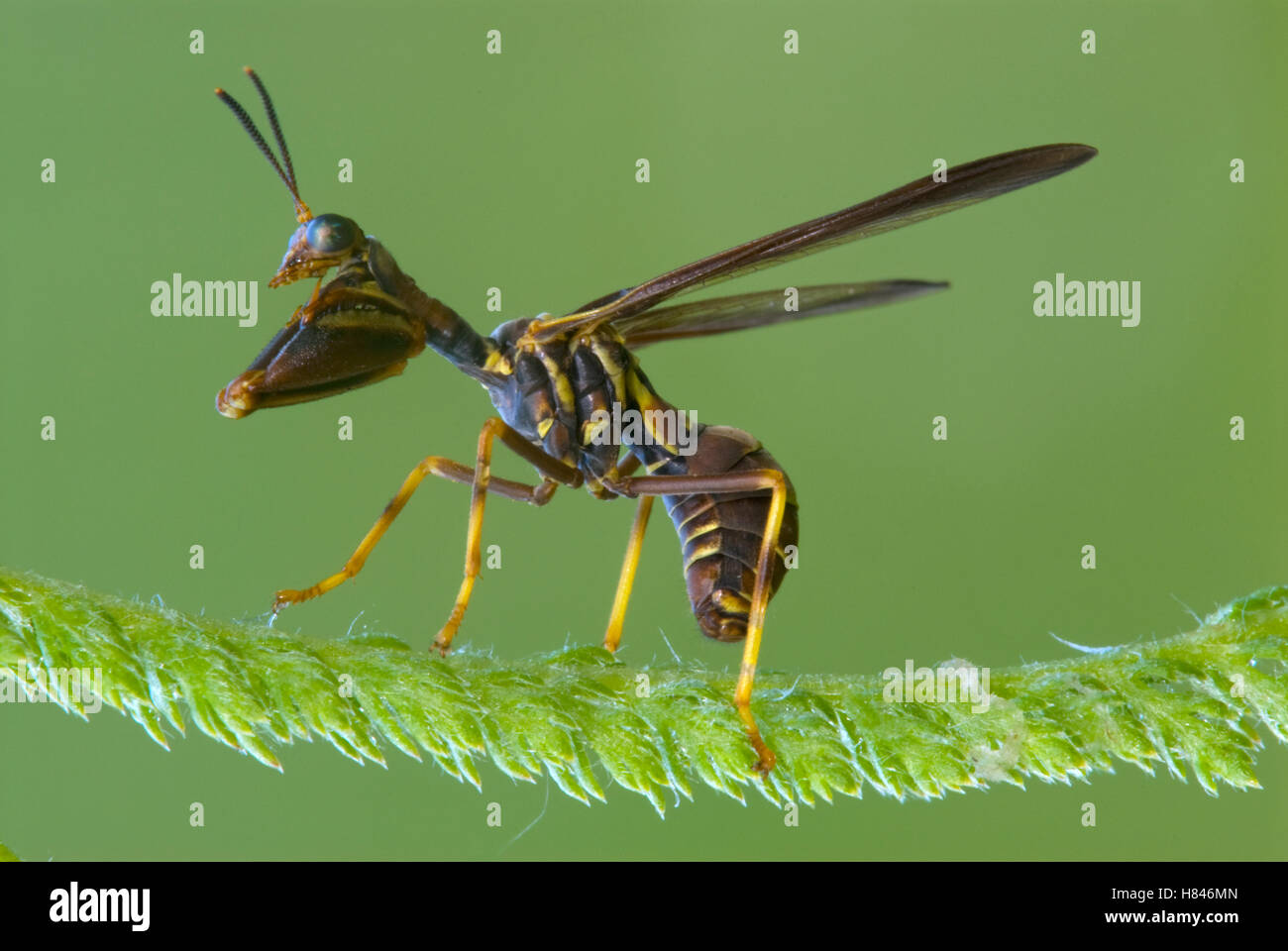 Mantis Fly (Climaciella brunnea), North America Stock Photo - Alamy