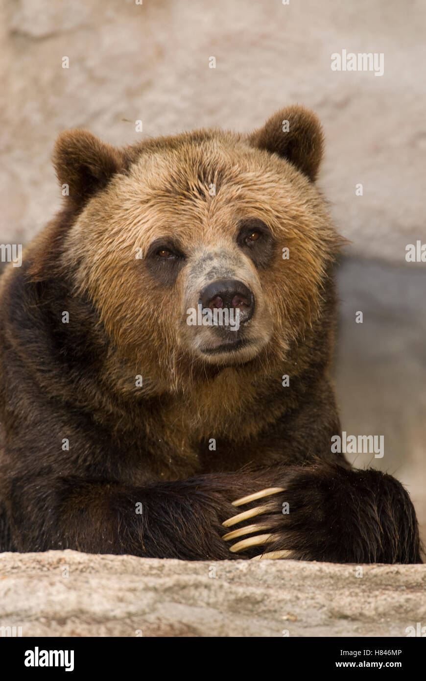 Brown Bear (Ursus arctos) showing long claws, North America Stock Photo ...