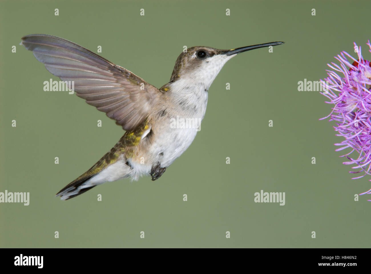 Ruby-throated Hummingbird (Archilochus colubris) female at Blazing Star ...