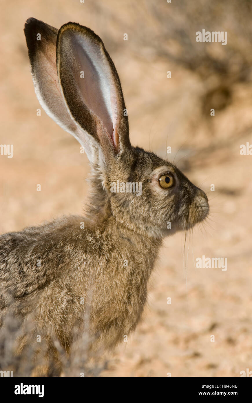 Black-tailed Jackrabbit (Lepus californicus), North America Stock Photo ...