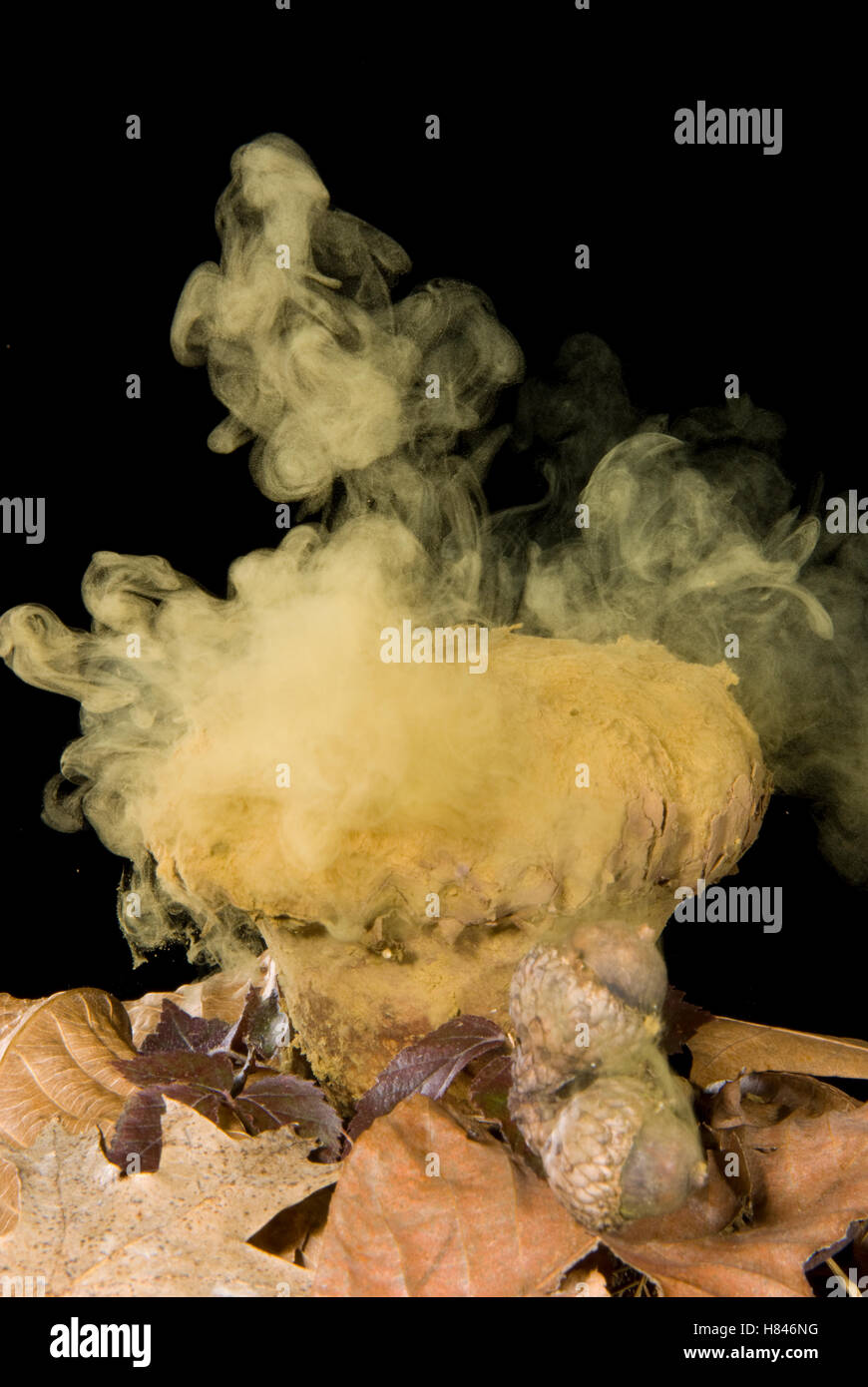 Skull-shaped Puffball (Calvatia craniiformis) releasing spores ...