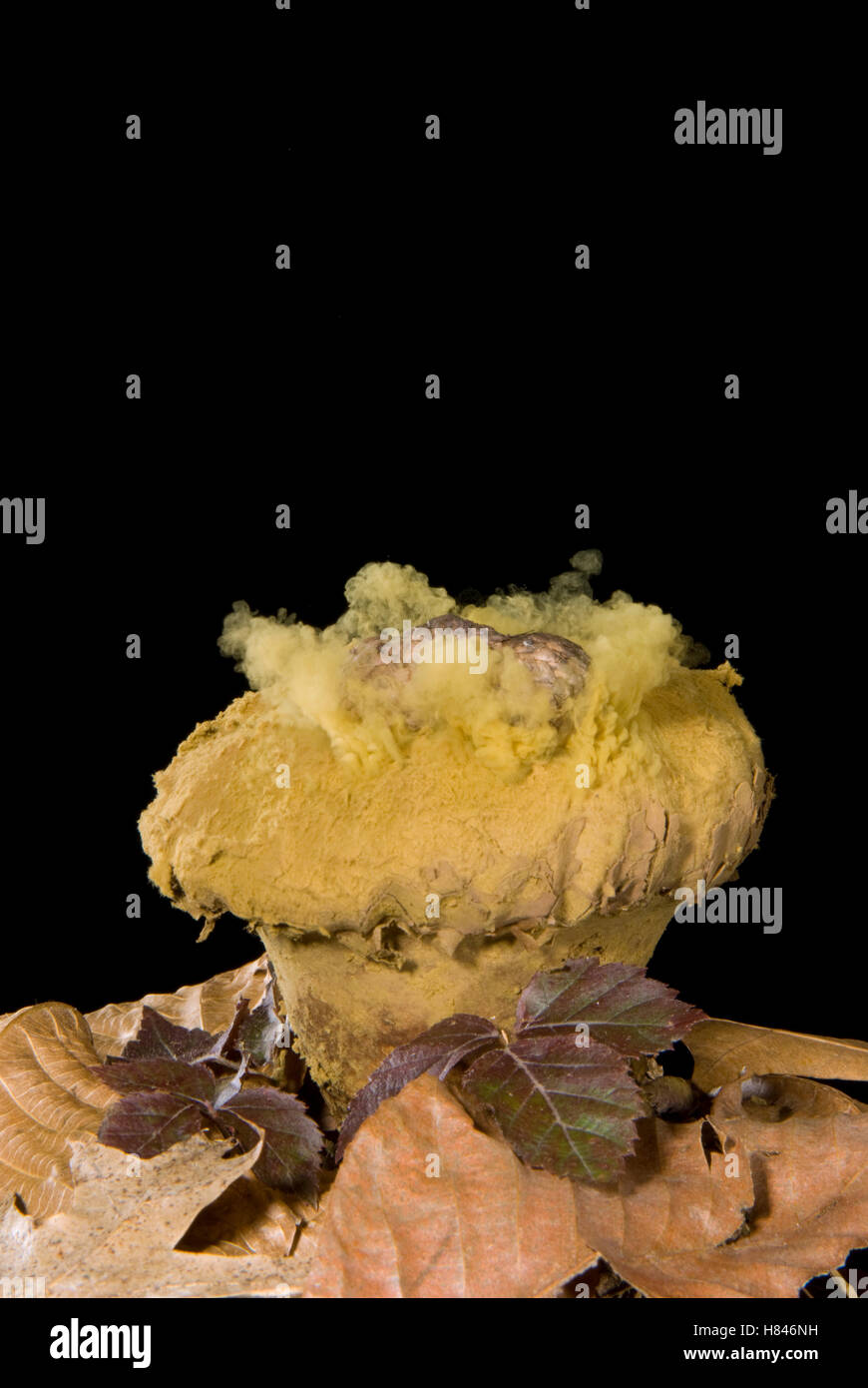 Skull-shaped Puffball (Calvatia craniiformis) releasing spores ...