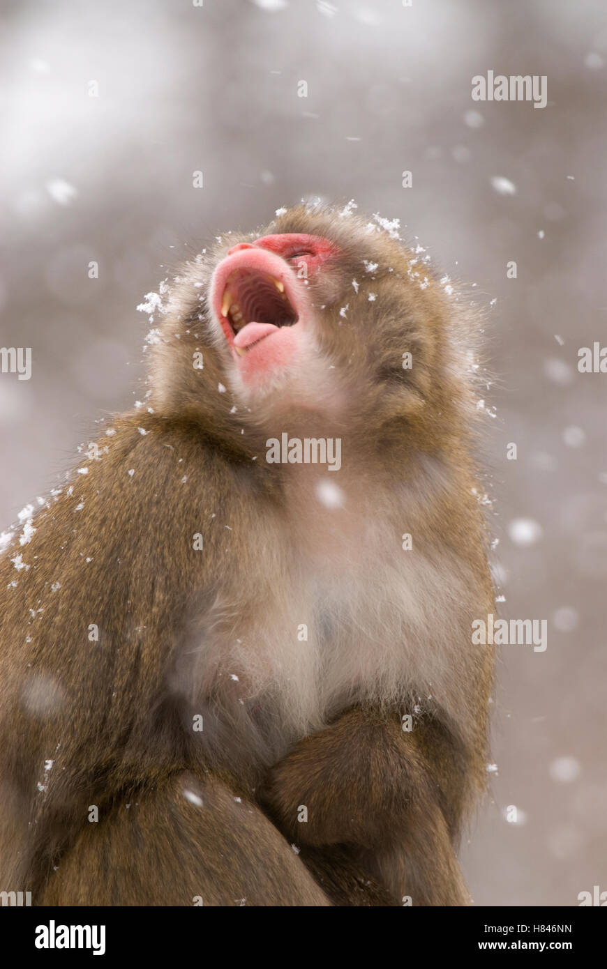Japanese Macaque (Macaca fuscata) yawning in snowfall, Japan Stock ...