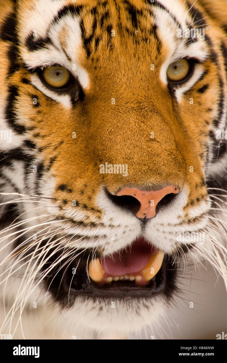Tiger (Panthera tigris) face showing long whiskers, native to Asia ...